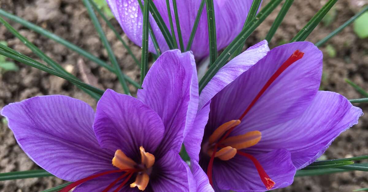 Safran d’Occitanie (Montlauzun) | Tourisme Lot