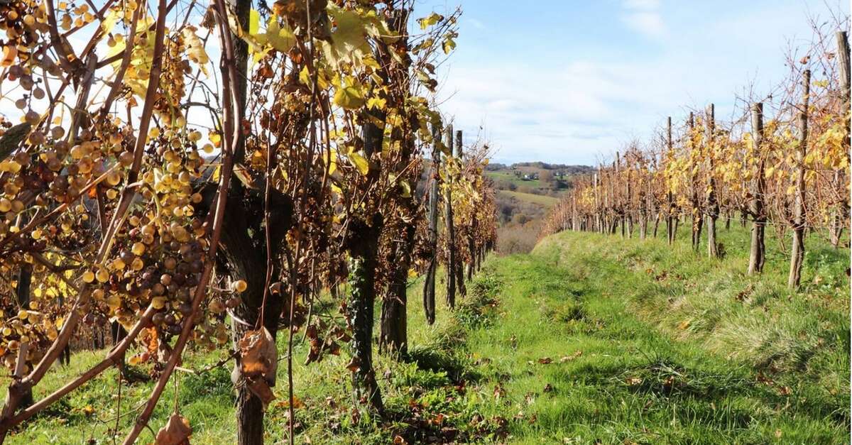 Clos Labrée (Jurancon, Jurançon) | Pau Pyrénées Tourisme
