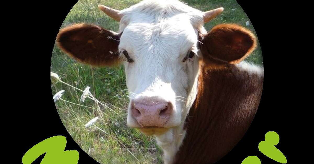 LAITERIE FROMAGERIE DU MAS GUITER (Fuilla) | Tourisme Pyrénées-Orientales