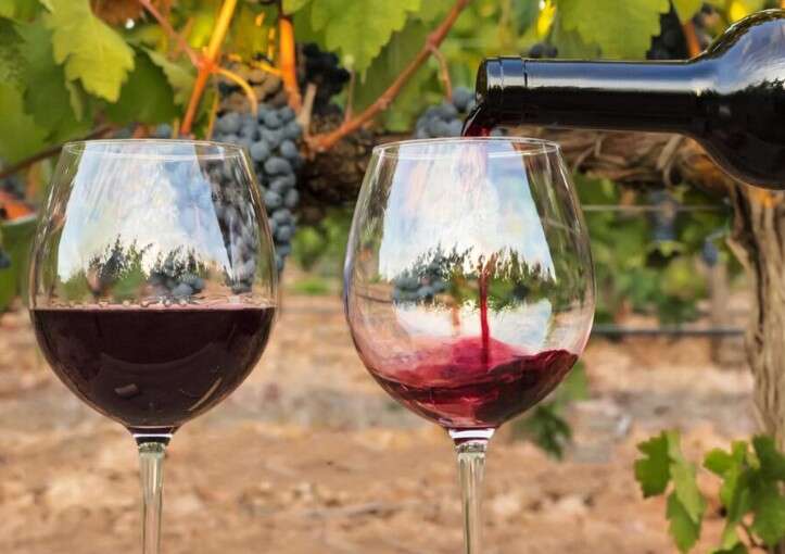 Visite un verre à la main Olive Martin et Patrick Bernier (Château ...