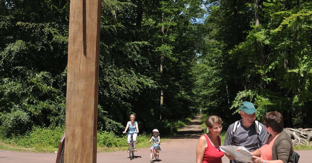 FORÊT DOMANIALE DE CHANDELAIS (Baugé) | Vallée du Loir Tourisme
