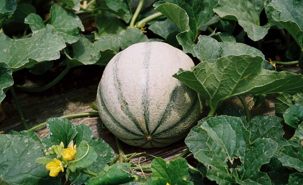 MELON DE LA VENISE VERTE (Doix lès Fontaines) | Pays de Fontenay-Vendée ...