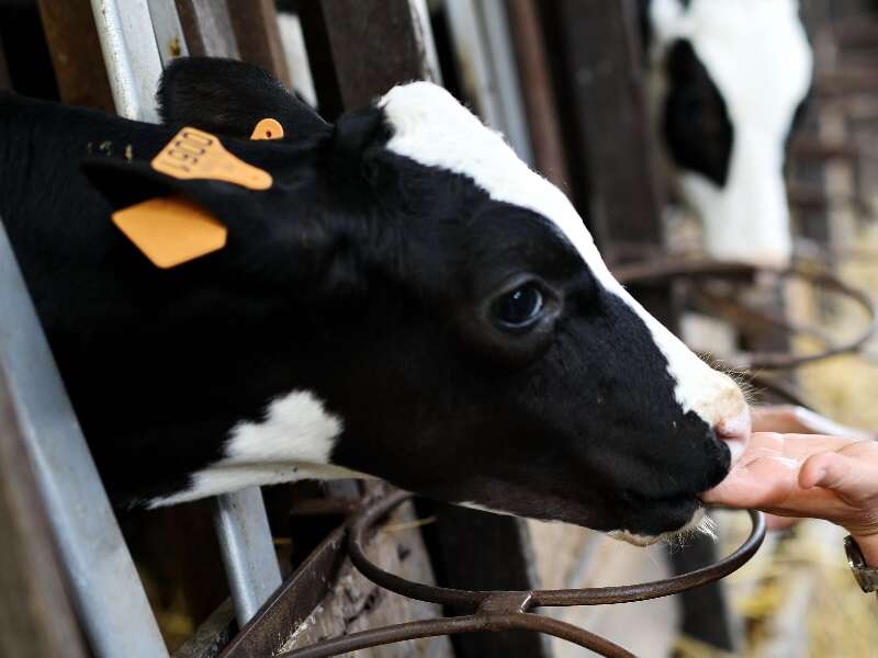 La Vache de Louvicamp (Mesnil-Mauger)