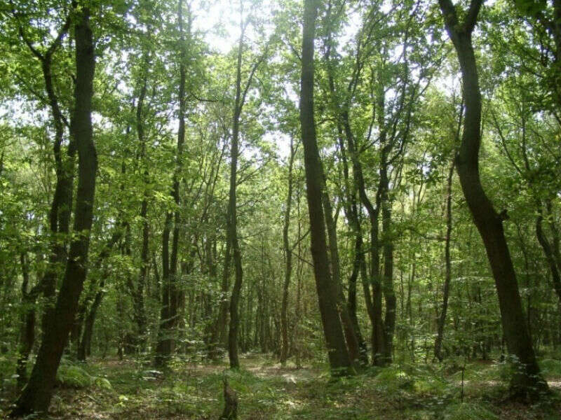 Le Bois du Roule (Darnétal)