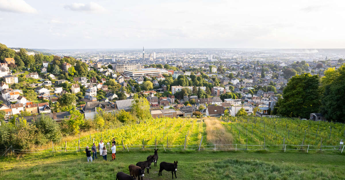 Découverte des vignes rouennaises (Rouen)