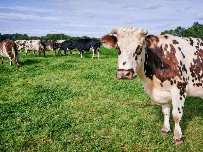 La Ferme Eternellement Bio (Saint-Arnoult)