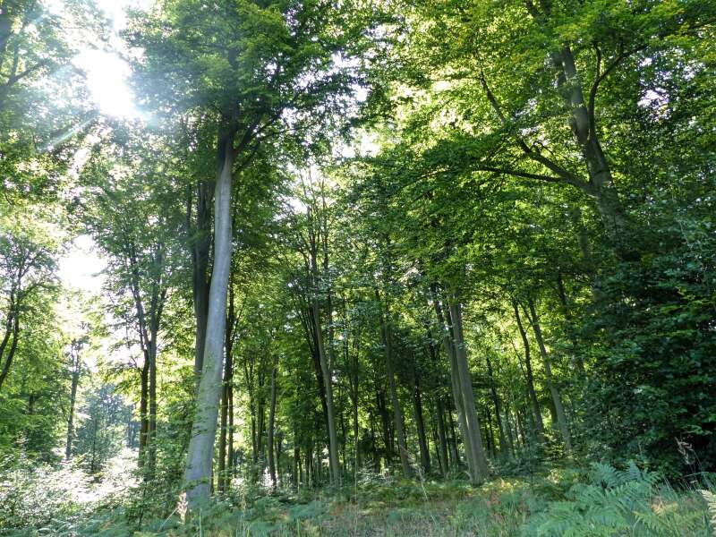 Forêt domaniale de la Londe Rouvray (Moulineaux)