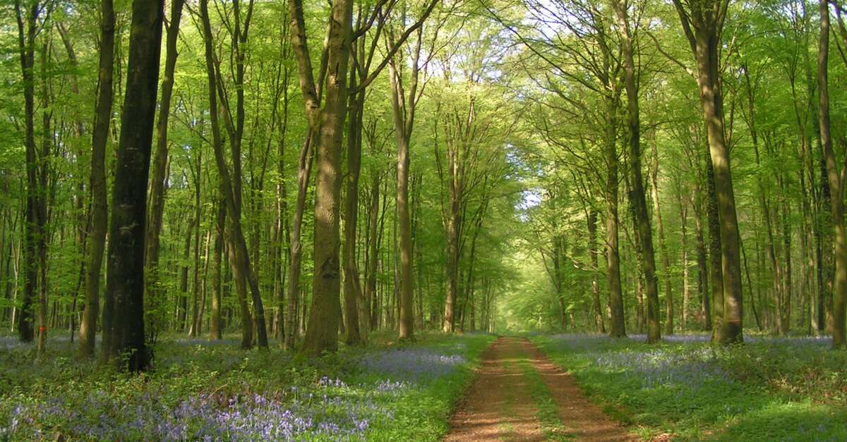 Forêt domaniale de Lyons (La Feuillie) | La Normandie Impressionnante ...