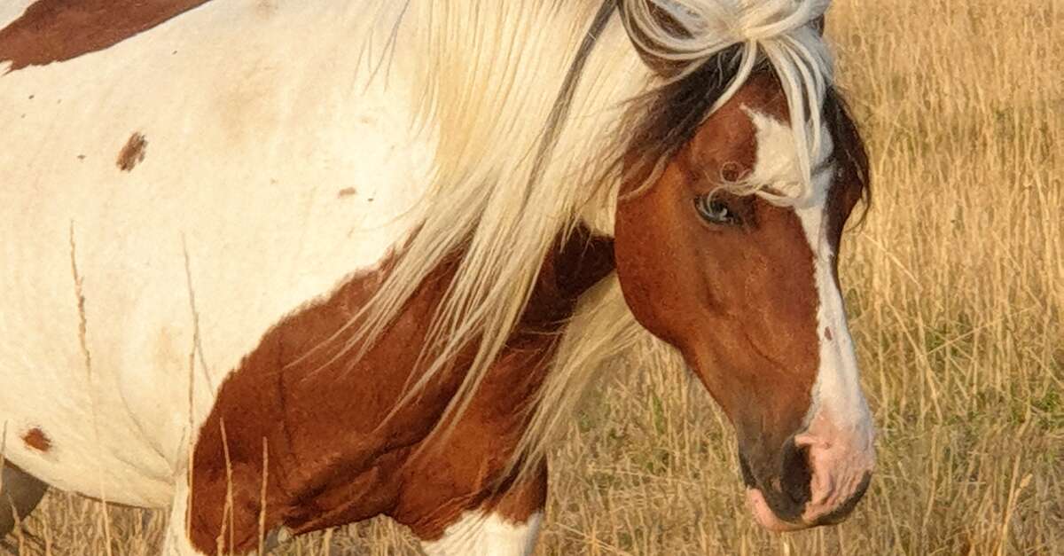 La licorne verte (Xanton-Chassenon) | Pays de Fontenay-Vendée Tourist ...