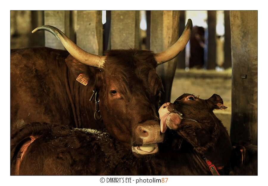 Ferme de Châtres – Viande bovine et produits laitiers (Rancon ...