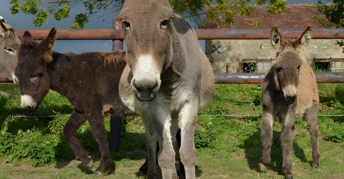 Donkey paradise of the Pays d’Auge (Saint-Pierre-en-Auge) | Authentic ...