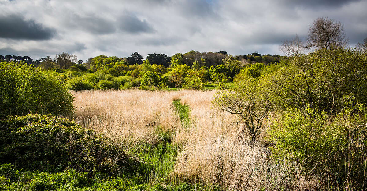 Marais de Gouermel (Plougrescant) | Office de Tourisme de la Côte de ...