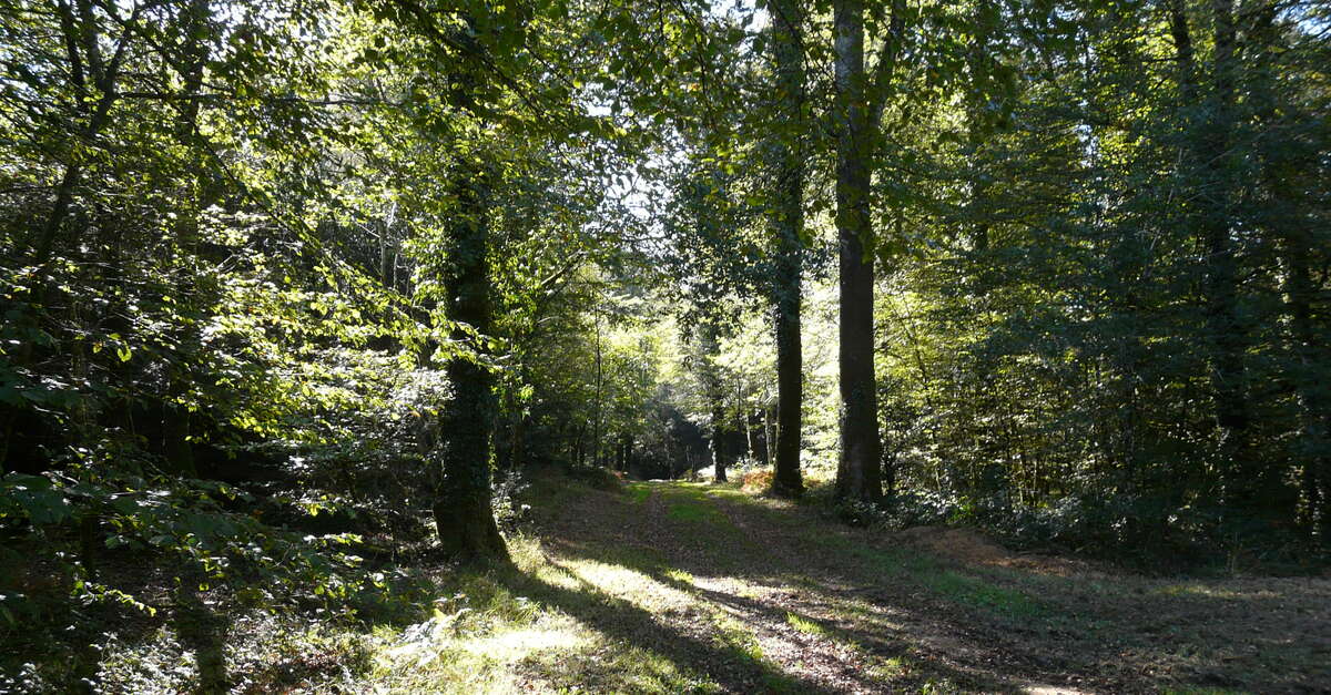 Tro Koad ar Markiz (Loguivy-Plougras) | Office de Tourisme de la Côte ...