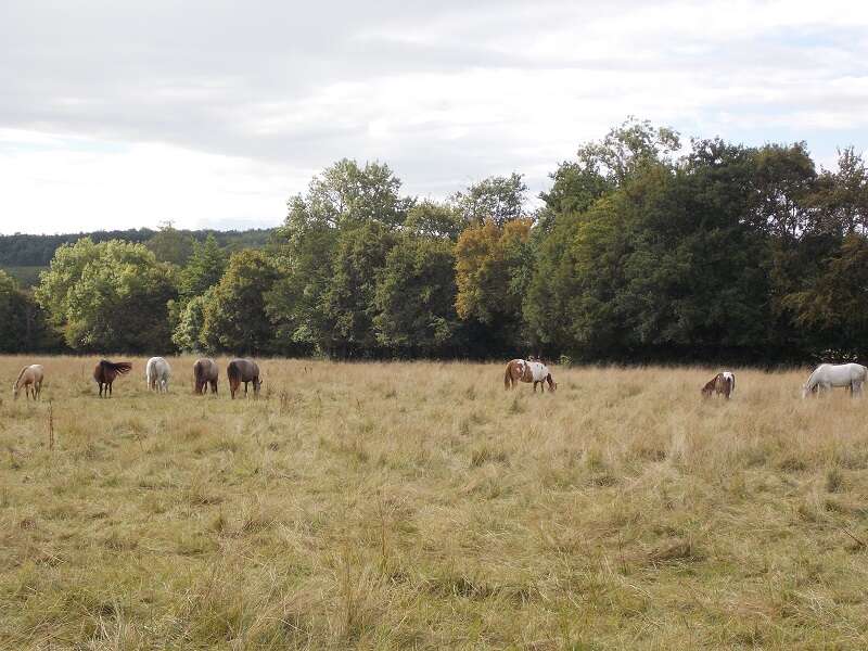 La Canopée (Velines, Vélines) | Dordogne Périgord Tourisme