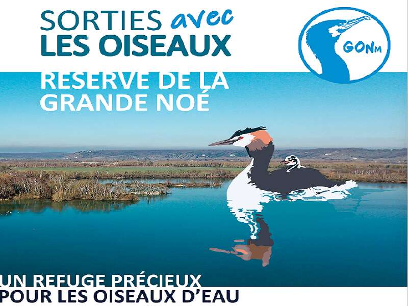 Visite de la réserve ornithologique de la Grande Noé sur le grèbe huppé ...