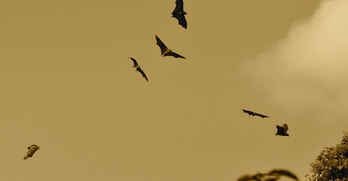 Sortie nature – Trame noire et chauve souris (Plozévet) | Destination ...