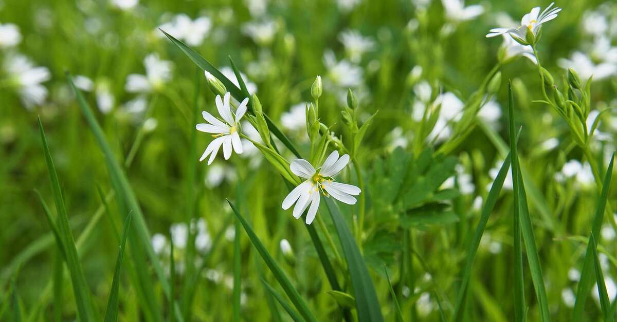 Fête de la nature (Peumérit) | Destination Pays Bigouden, Brittany ...