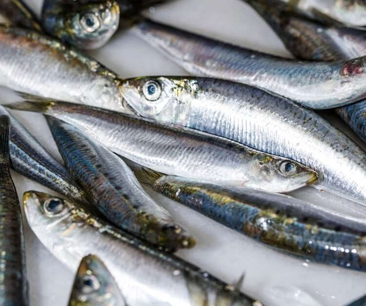 Fête de la sardine (Penmarch) | Destination Pays Bigouden, Brittany ...