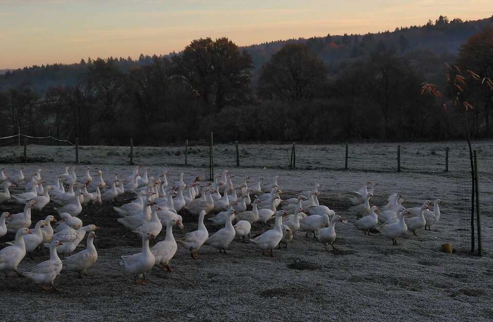Ferme avicole de Cheni (volailles) (Saint-yrieix-la-perche) | Limousin ...