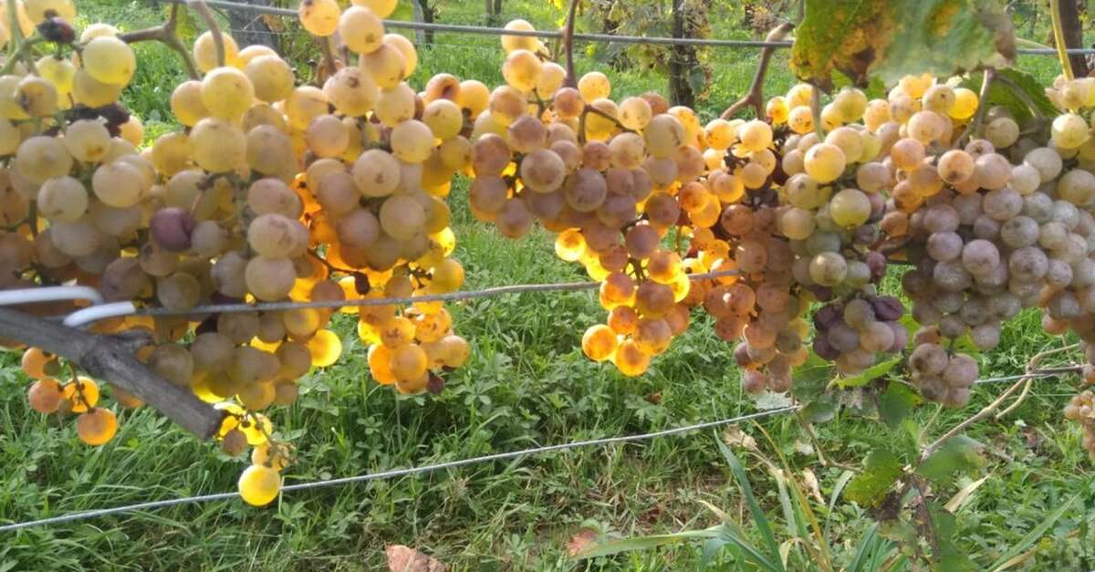 Clos Thou (Jurancon, Jurançon) | Pau Pyrénées Tourisme