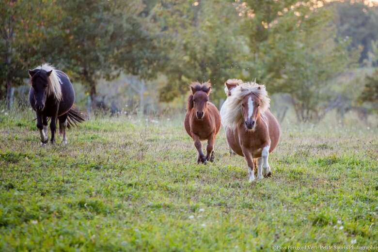 Écuries du Claud Neuf (Augignac) | Dordogne Périgord Tourisme