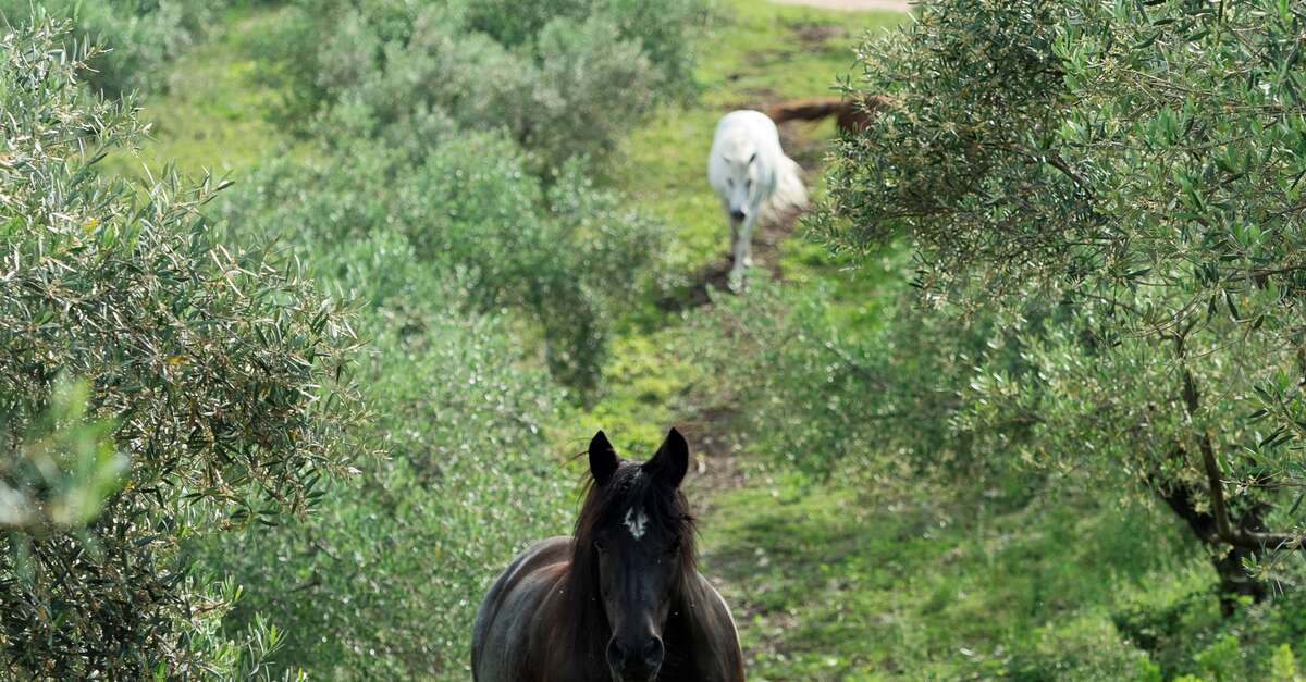DOMAINE DE L’OULIVIE (Combaillaux) | Montpellier Tourisme