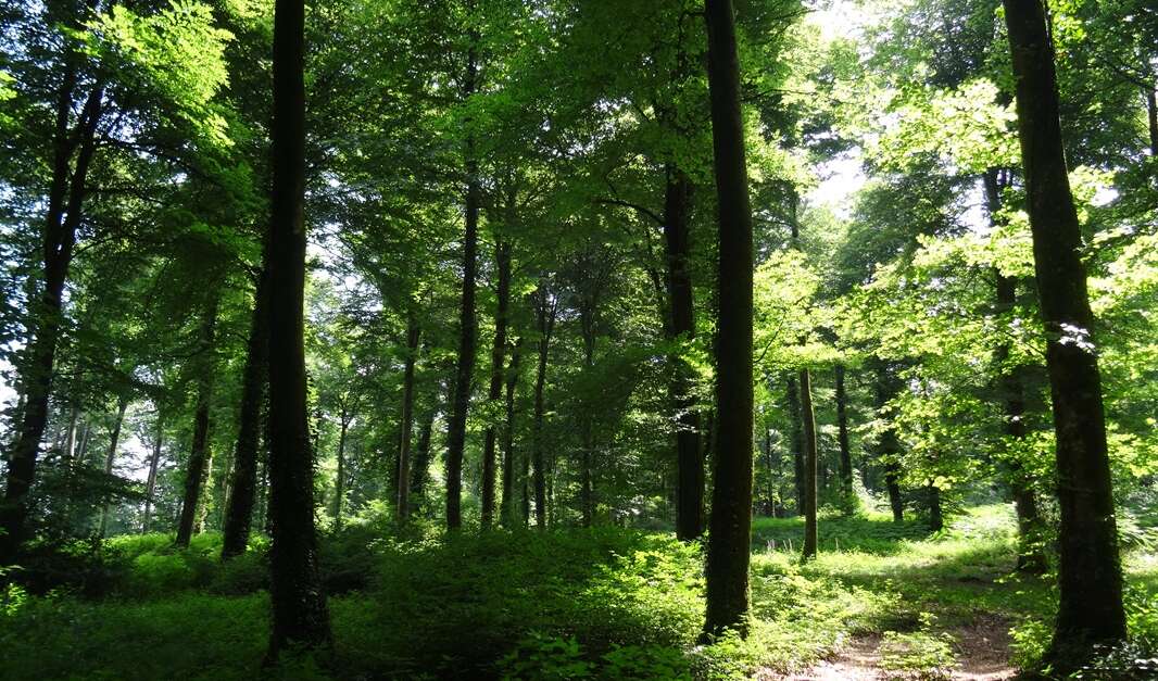Rando paysage autour du bois de la Motte (Maen Roch) | Ille-et-Vilaine ...