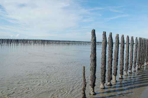 Les Bouchots à moules AOP de la Baie du Mont-Saint-Michel (Le Vivier ...