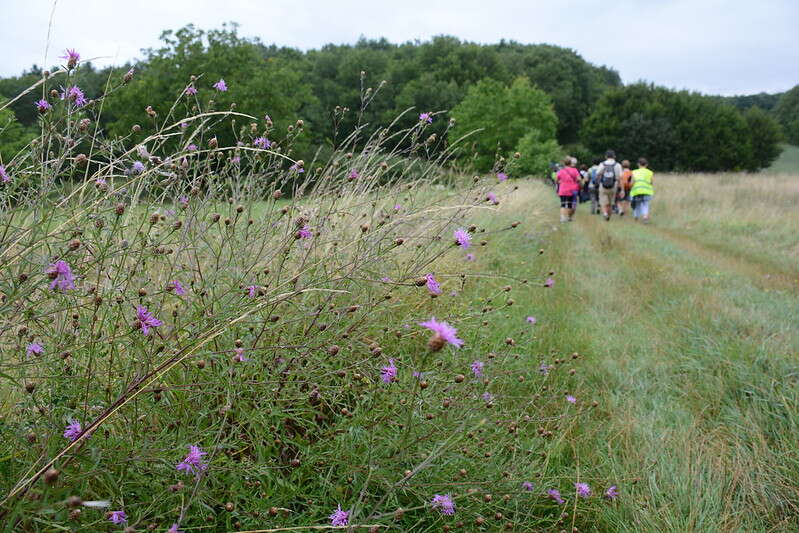 Sentier pédestre „La Louine“ (Parçay-sur-Vienne) | Touraine Val de Loire