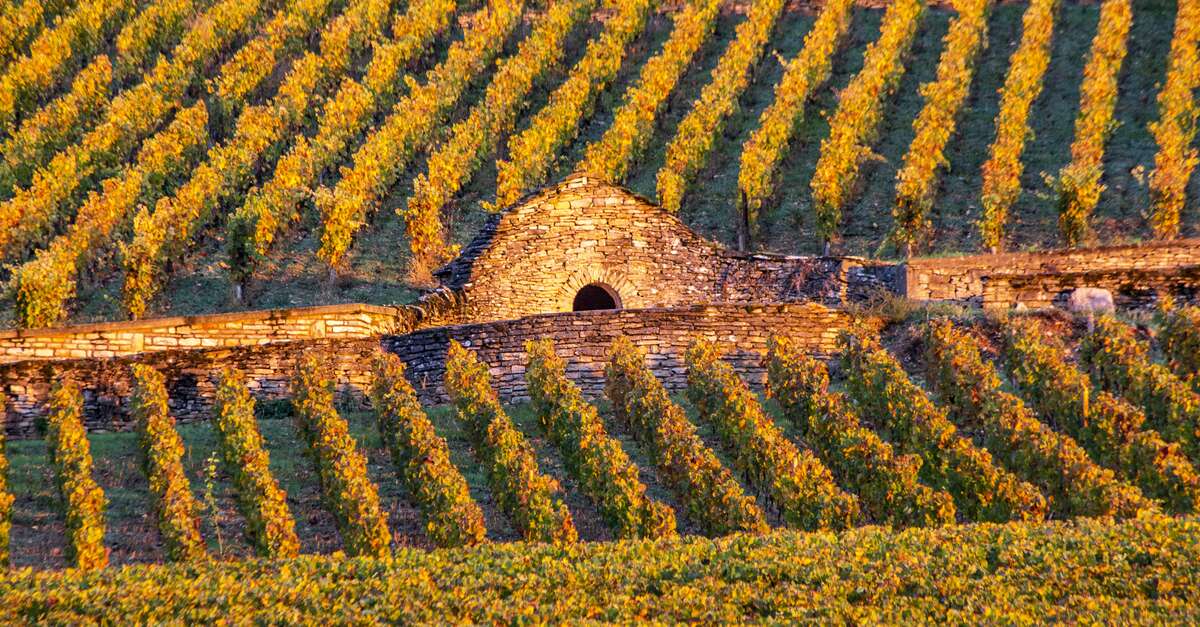 Chemins de Bourgogne – Matinée en Côte de Beaune en petit groupe (Dijon ...