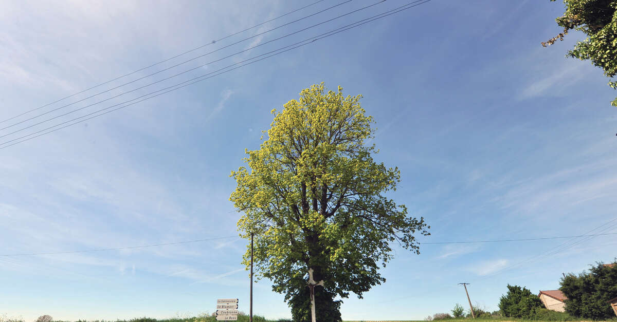 Sentier de Laprée – Version longue (Quiestède) | Saint-Omer Tourist Office