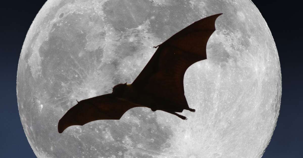 International Bat Night: observation and storytelling on the move ...