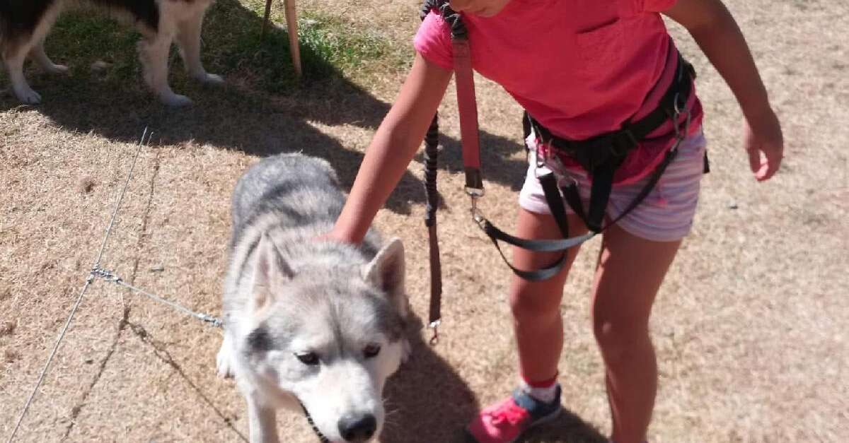 Baby musher – discovering sled dogs 2-5 years old (Vénosc) | Tourist ...