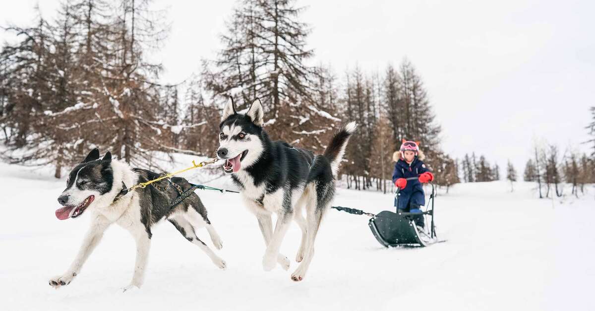 “Mushing Addict” dog sleighing (Les Vigneaux) | Provence-Alpes-Côte d ...
