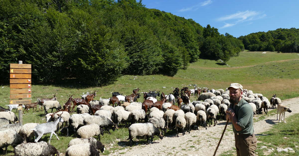 Bergerie « Au rythme du troupeau » (Haut-Valromey) | L'Ain