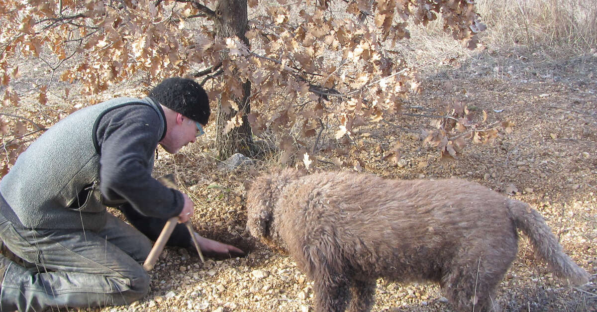 Connaitre et cuisiner la truffe - Saint-Saturnin-lès-Apt | Office de ...