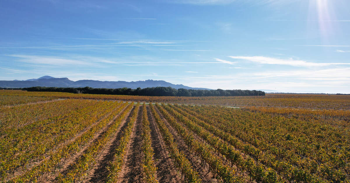 Domaine de la Damase (Violès) | Provence-Alpes-Côte d'Azur Tourism
