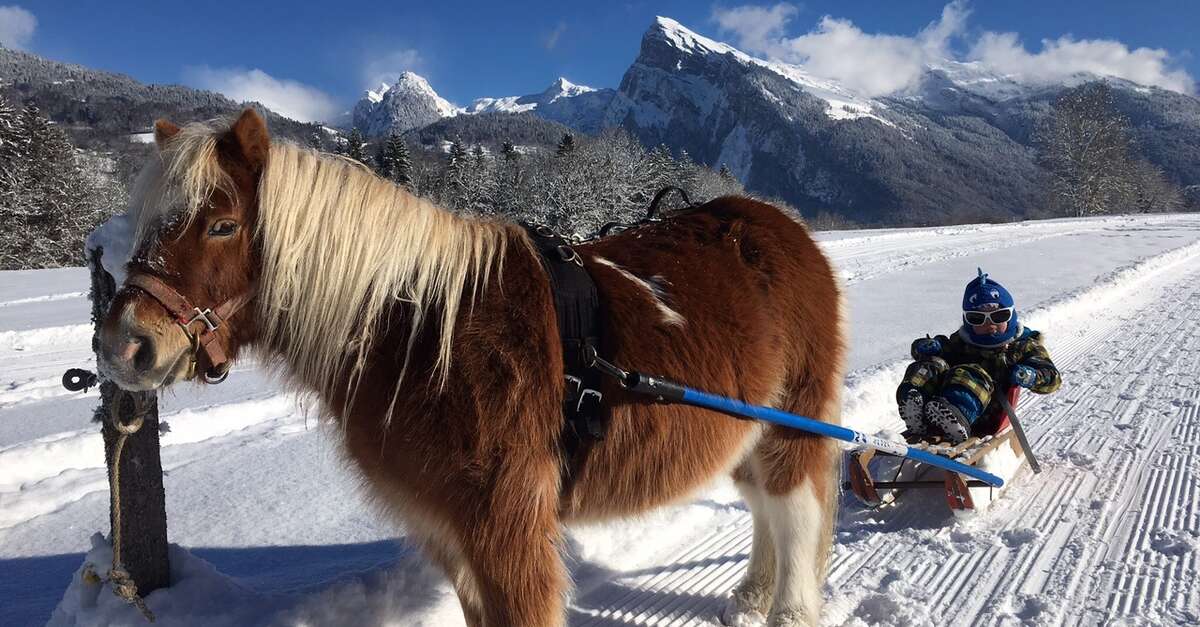 Balade à poney ou en poney-luge (Morillon) | Haute-Savoie Mont-Blanc