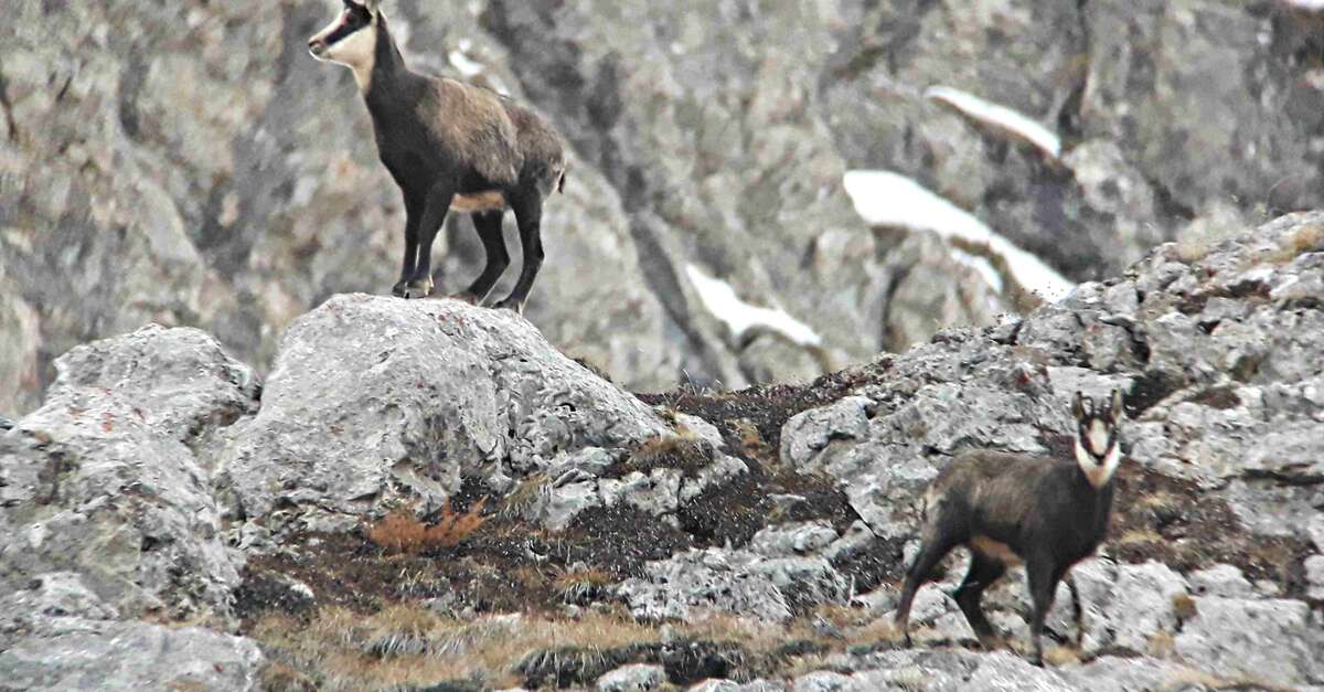 Randonnée journée en Clarée avec observation de la faune – Terres de ...