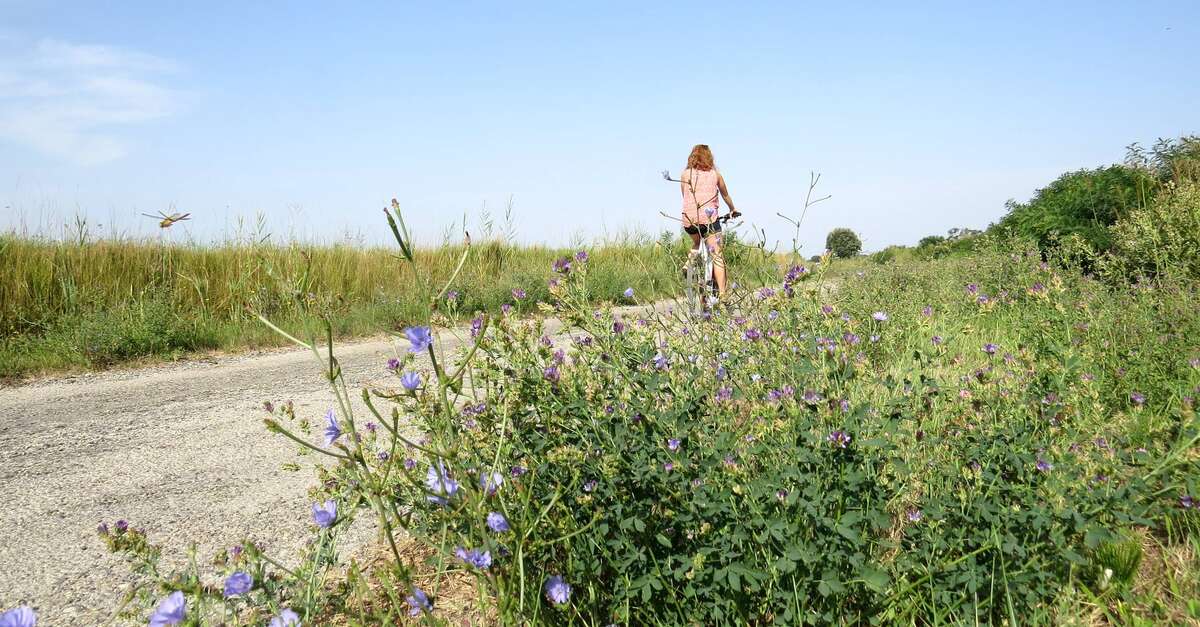 The Albaron marsh in Saliers by bike (Arles) | Provence-Alpes-Côte d ...