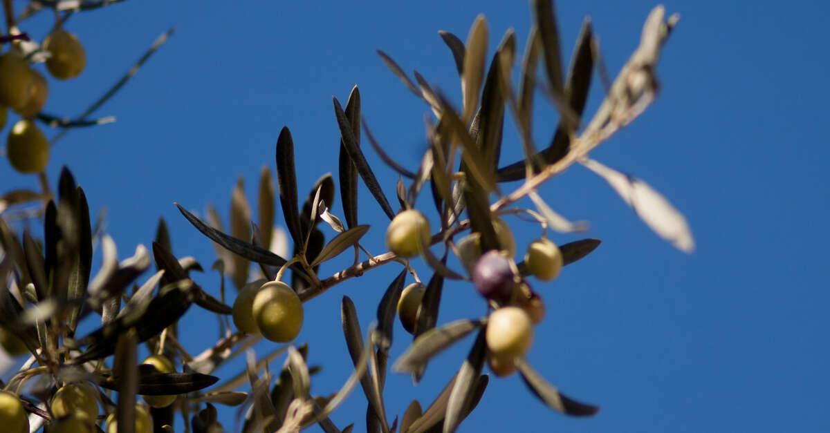 Les Mélocéanes – Thierry Melchio Producteur d’huile d’olive AOP de ...