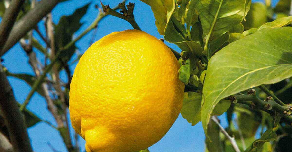 APCM – Association pour la Promotion du Citron de Menton (Menton ...