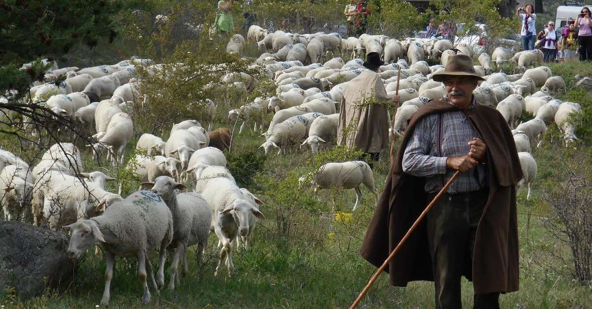 Journée en alpage de juillet (Puy-Saint-Vincent) | Provence-Alpes-Côte ...