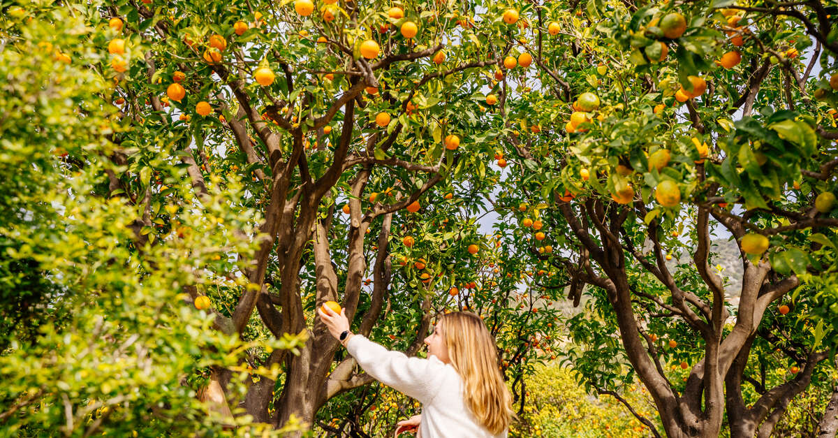 Jean Pierre Perucchini – Producer of IGP Menton Lemon (Menton) | Côte d ...