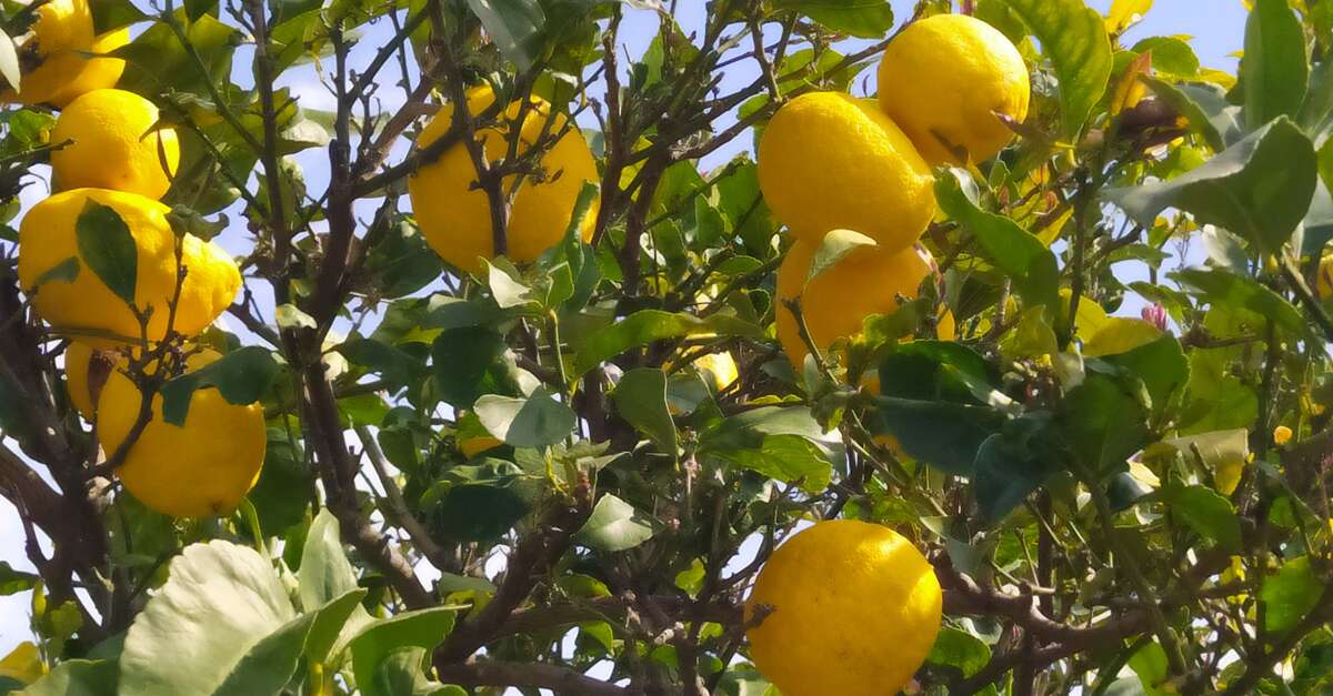 Producer Menton Lemon PGI Alain Delaboudinière (Menton) | Menton ...