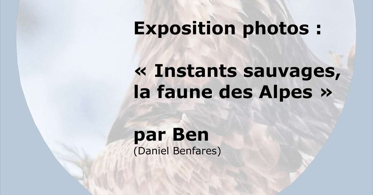Exposition photos : Instants sauvages, la faune des Alpes (Arvieux ...