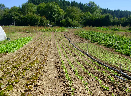 Les jardins de la Vêtre (Saint-Priest-la-Vêtre) | Loire Tourisme