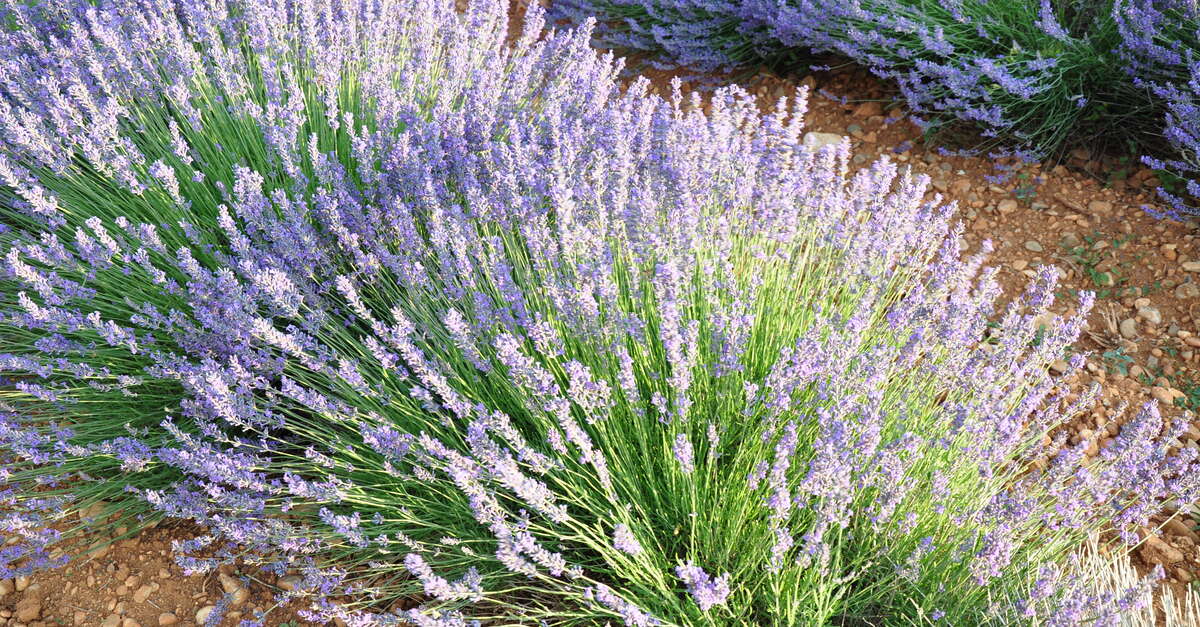 Sentier des Plantes Aromatiques (La Mure-Argens) | Provence-Alpes-Côte ...
