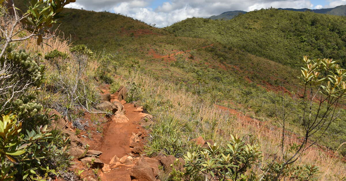 Nothofagus Trail (Yaté) | New Caledonia Tourism: The official website ...
