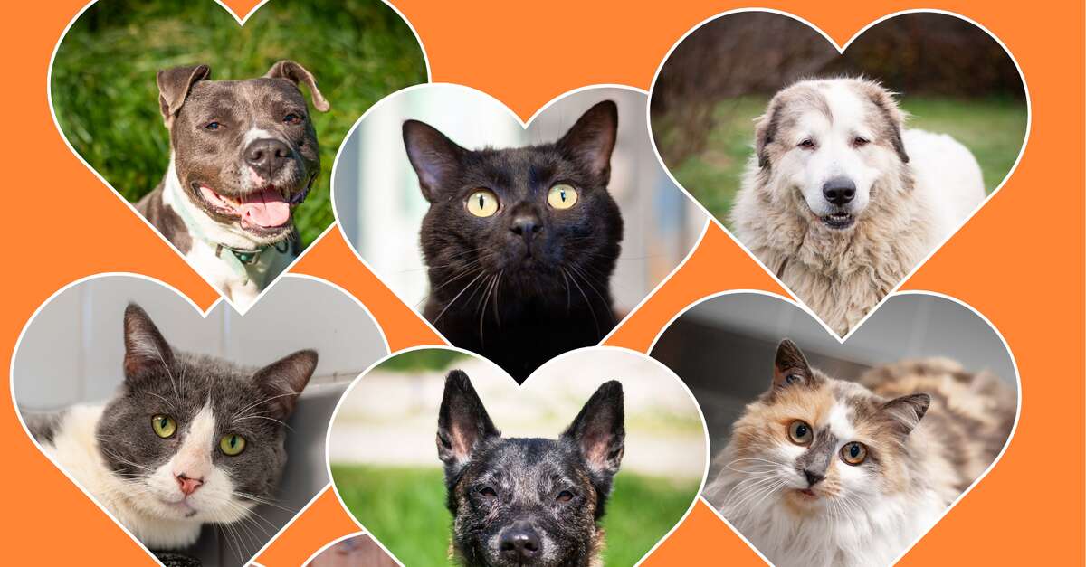 APAGI : La Saint Valentin au refuge ! (Le Versoud) | Office de tourisme ...